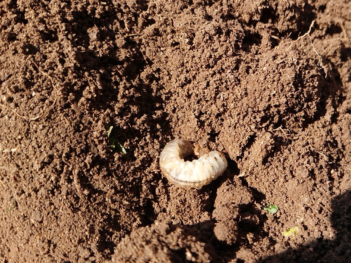 Erfolgreiche Grünlandneuanlage nach Engerlingbekämpfung | PÖTTINGER ...